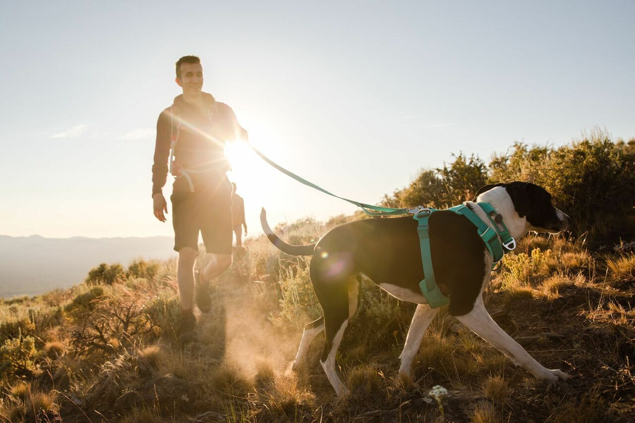 A Guide to Dog Leashes: Keep Your Pooch Under Control and Safe