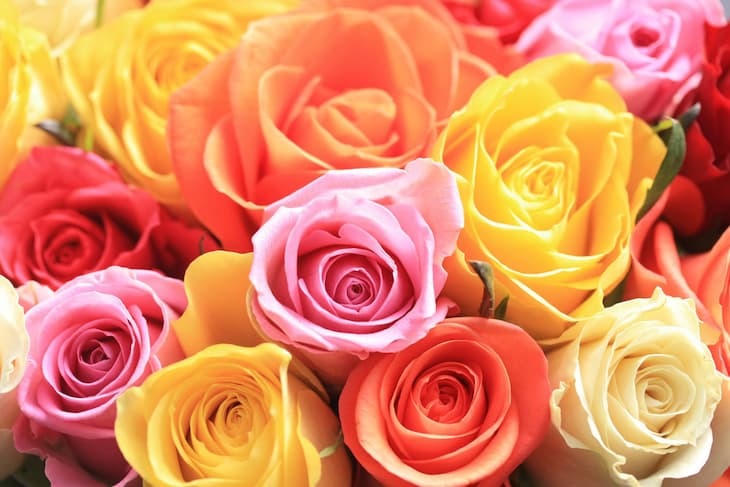 A Simple Guide to the Meaning Behind Different Coloured Roses